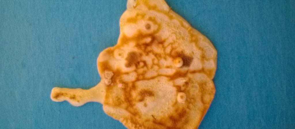Stingray Pancake - The Great British Bake Off | The Great British Bake Off